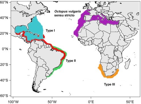 Common octopus | European Tracking Network